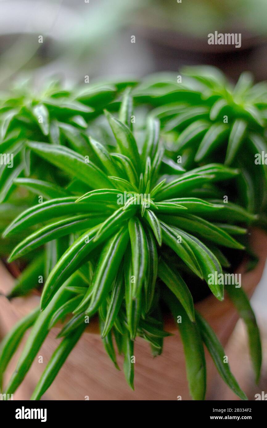 Peperomia ferreyrae in a clay pot as home plant Stock Photo - Alamy