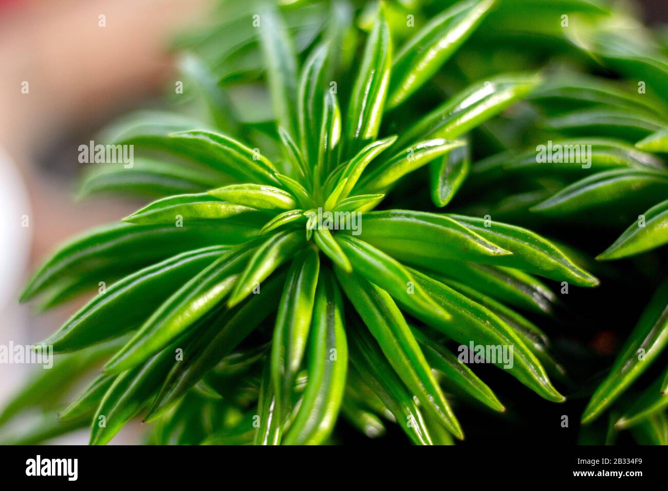 Peperomia ferreyrae in a clay pot as home plant Stock Photo - Alamy