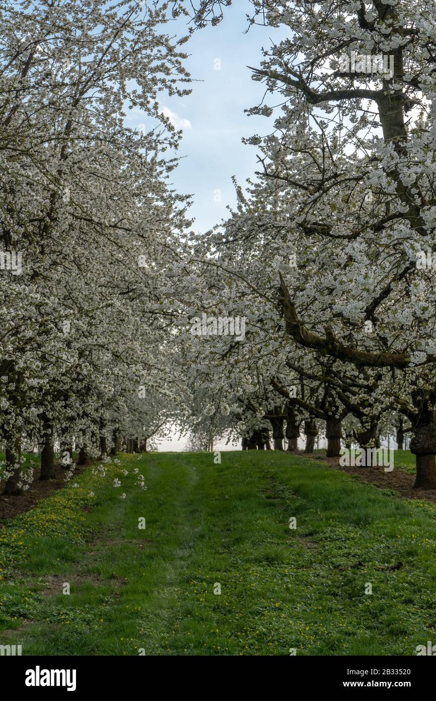 Cherry blossom in spring for background or copy space for text Stock ...