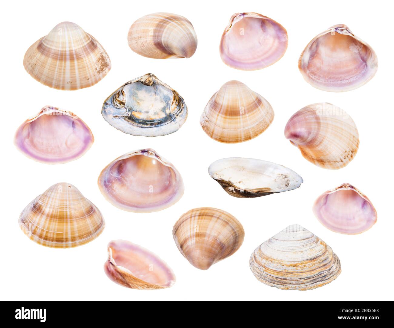 set of various shells of clams isolated on white background Stock Photo ...