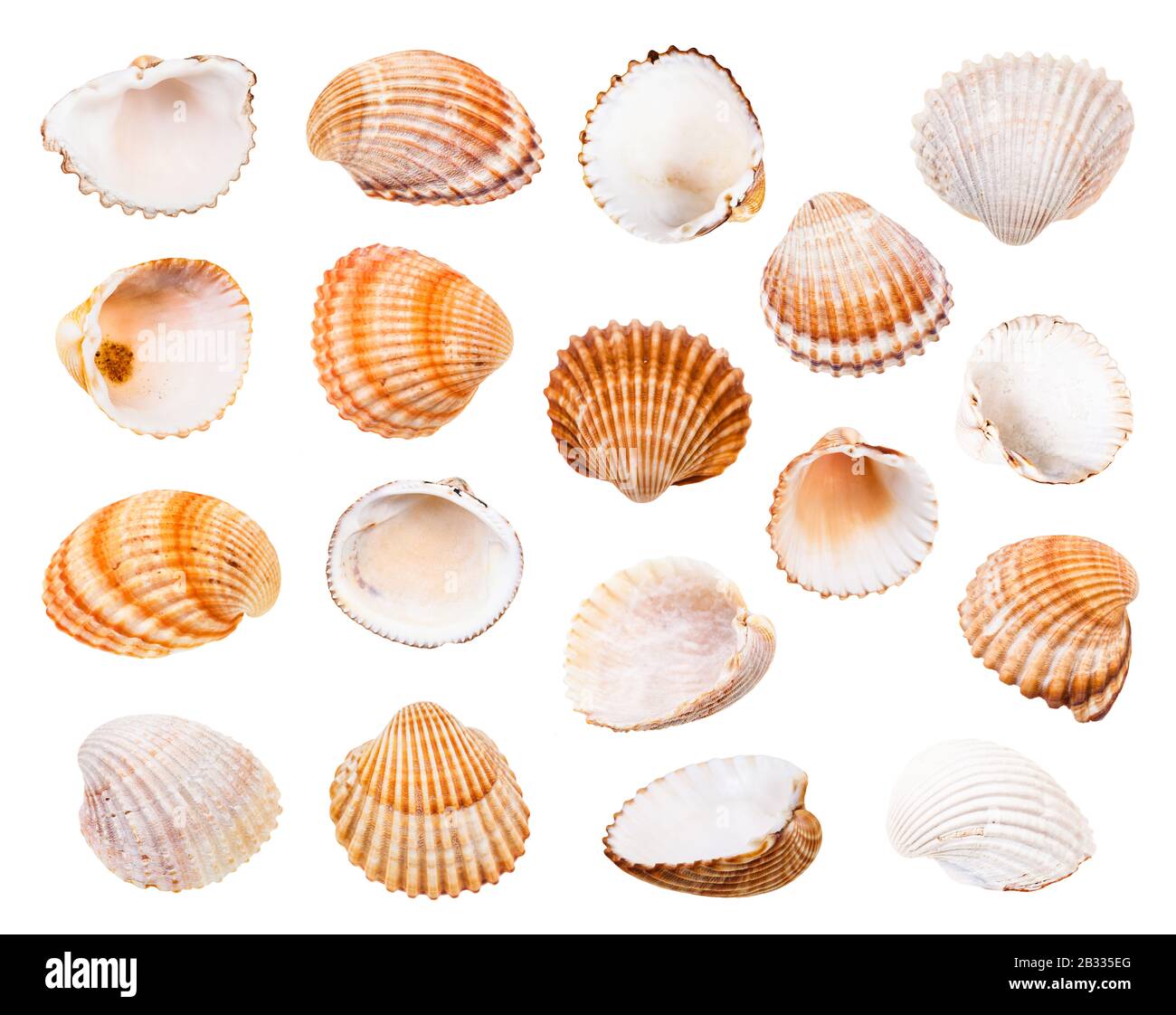 set of various shells of cockles isolated on white background Stock ...