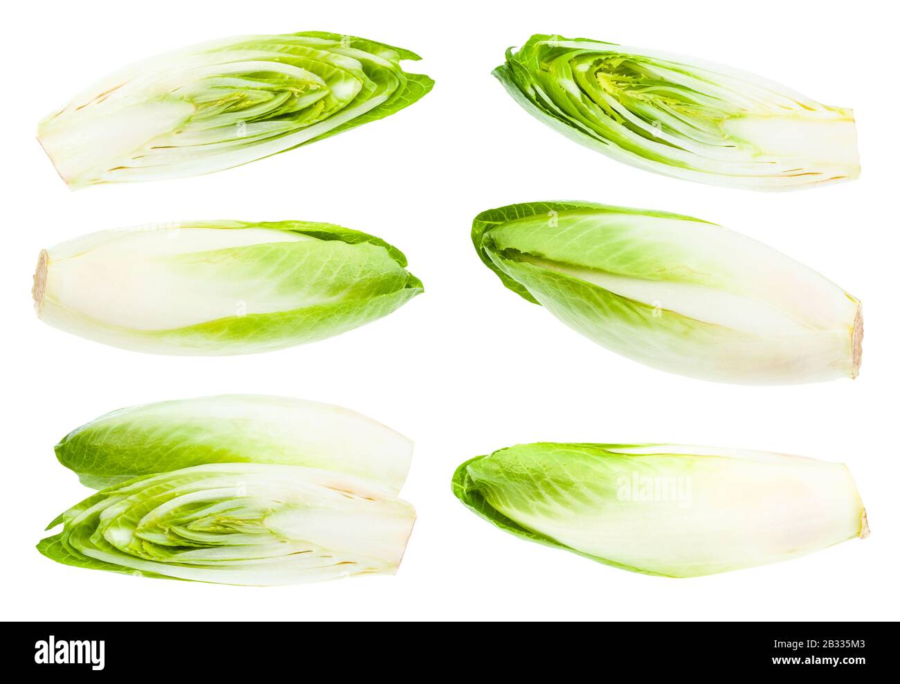 set of ripe fresh of Belgian endive (white Common chicory) isolated on ...