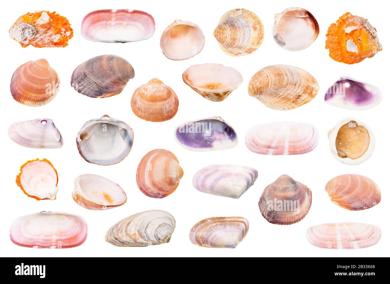 set of various old shell of clams isolated on white background Stock ...