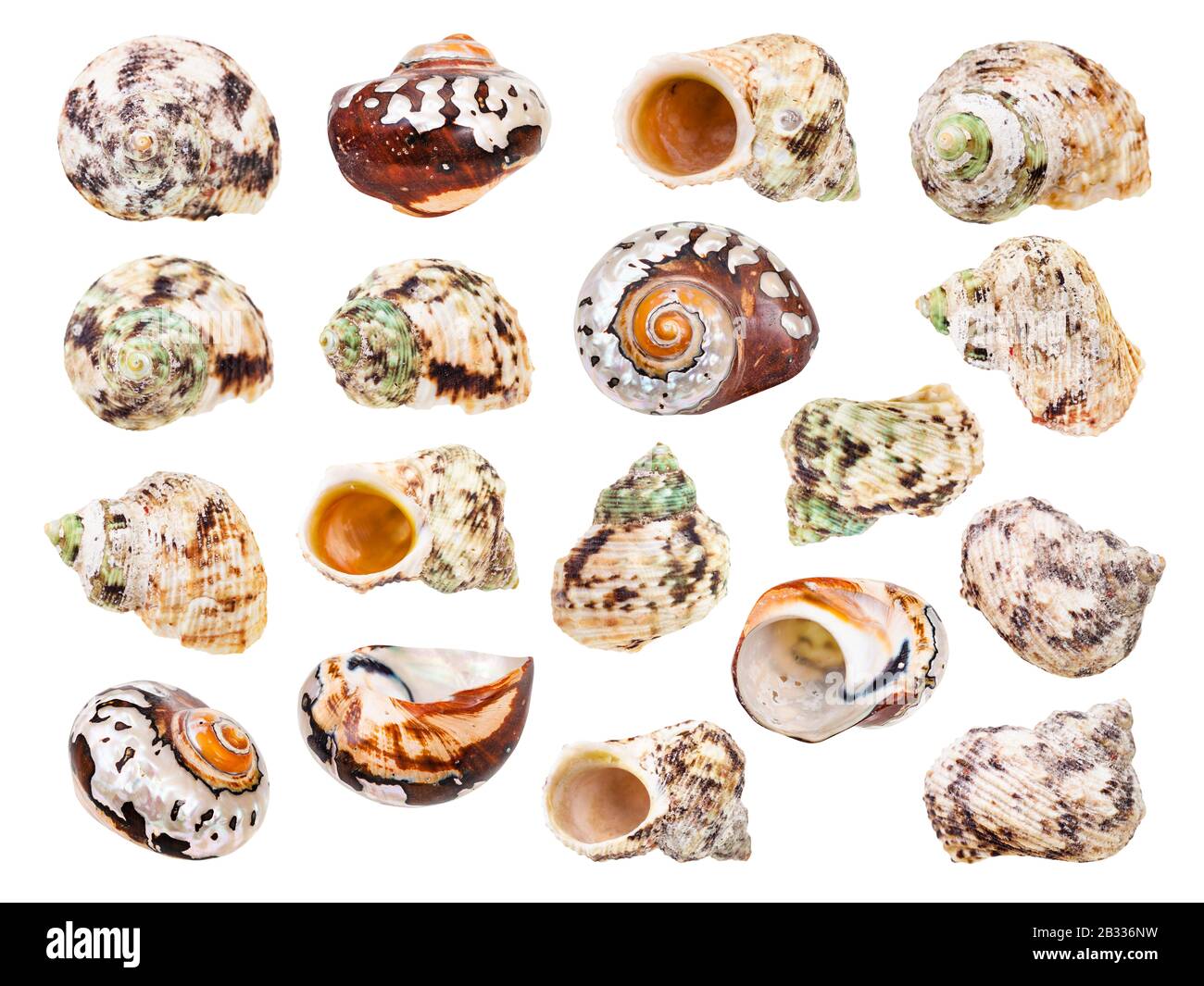 Nautiloid hi-res stock photography and images - Alamy