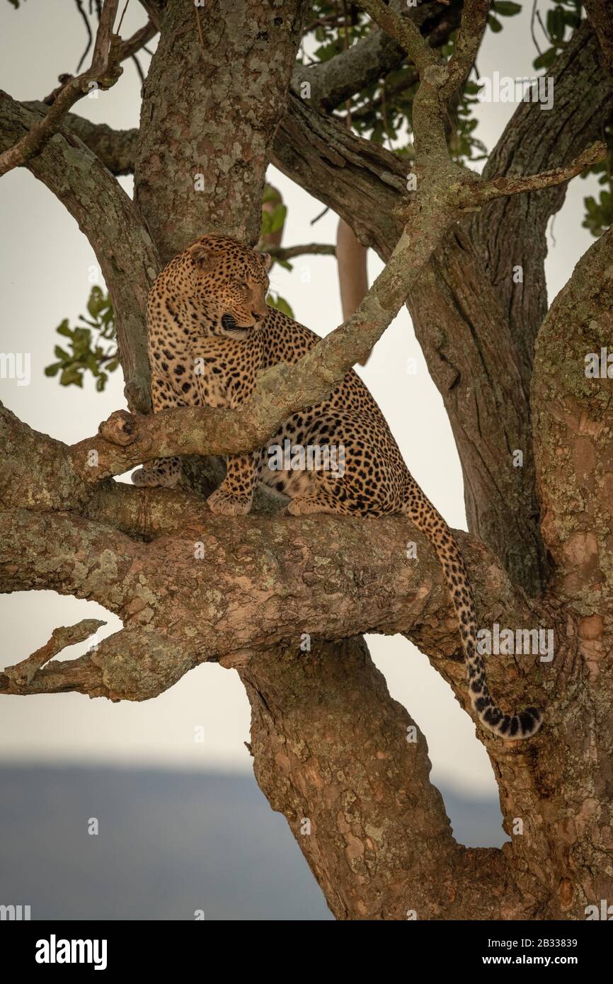 Male leopard in branches hi-res stock photography and images - Alamy