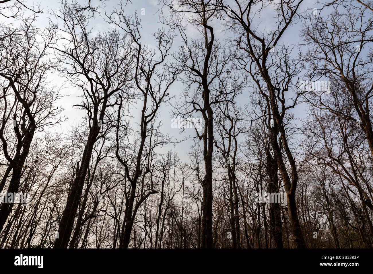 Silhouetted dry trees without leaves on branches due to hot temperature ...