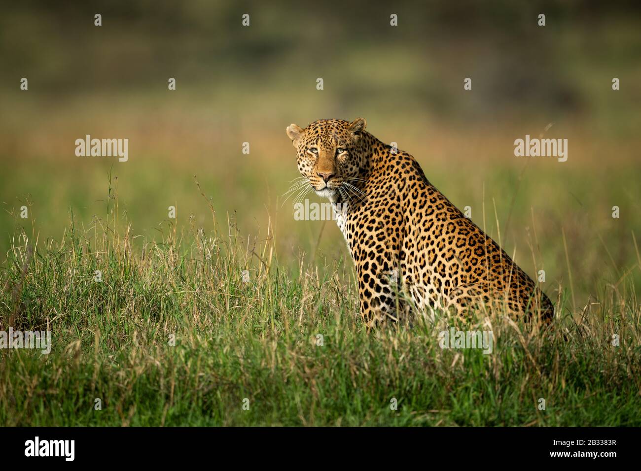 Male leopard sits watching camera in grass Stock Photo - Alamy