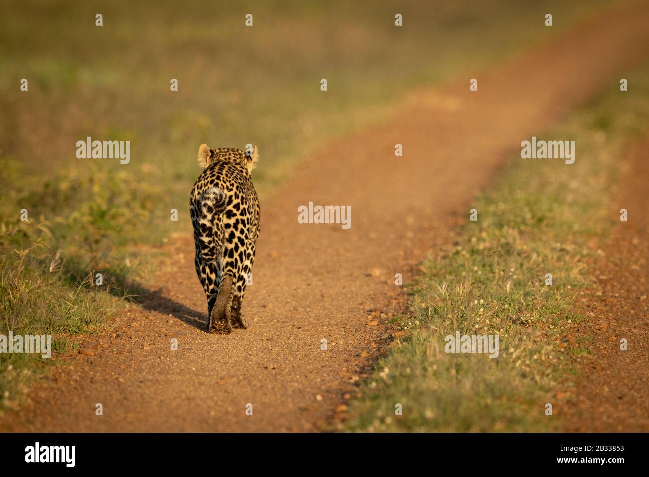 Male leopard walks down track in sunshine Stock Photo - Alamy