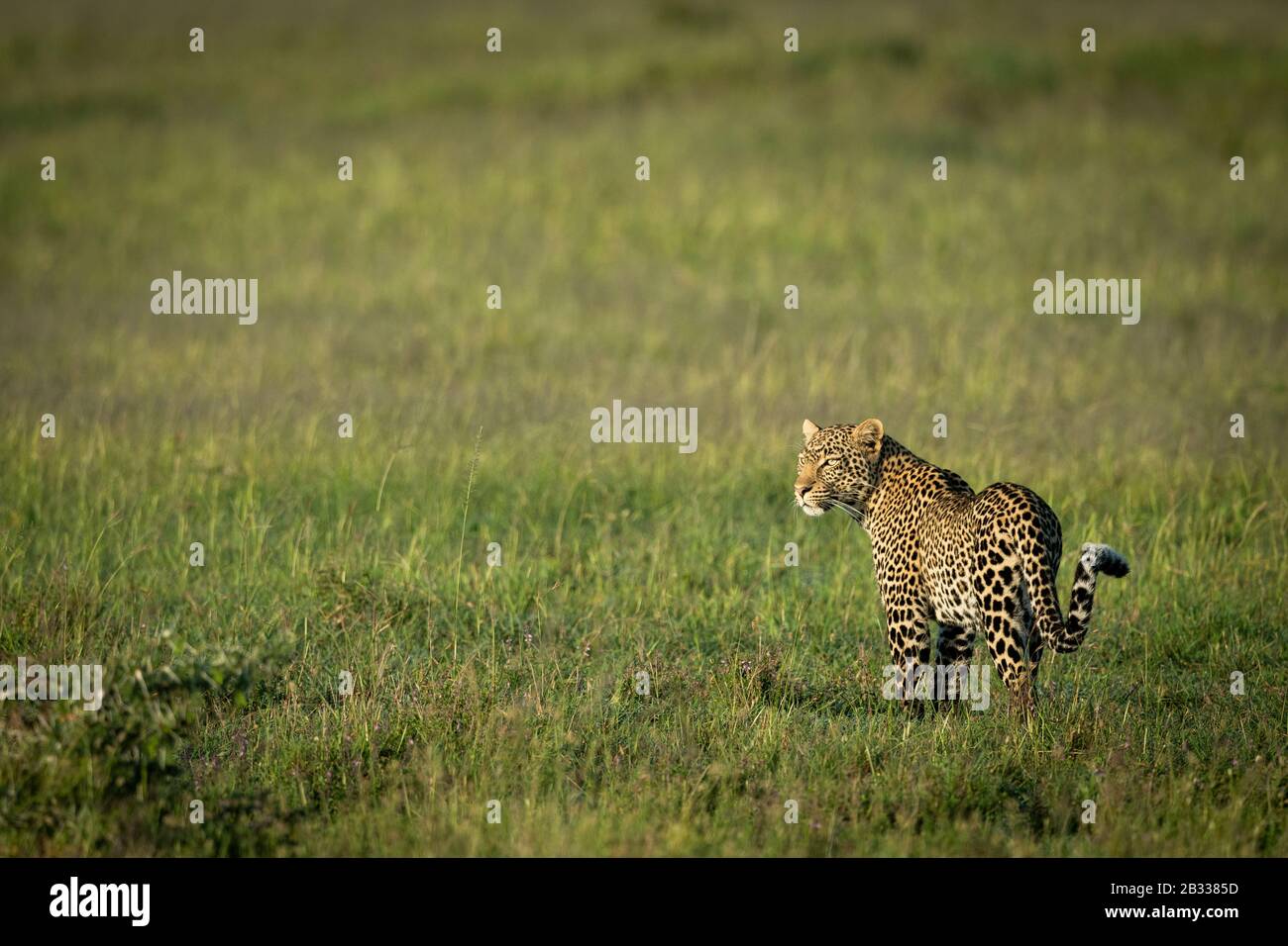 Looking out over the savanna hi-res stock photography and images - Alamy