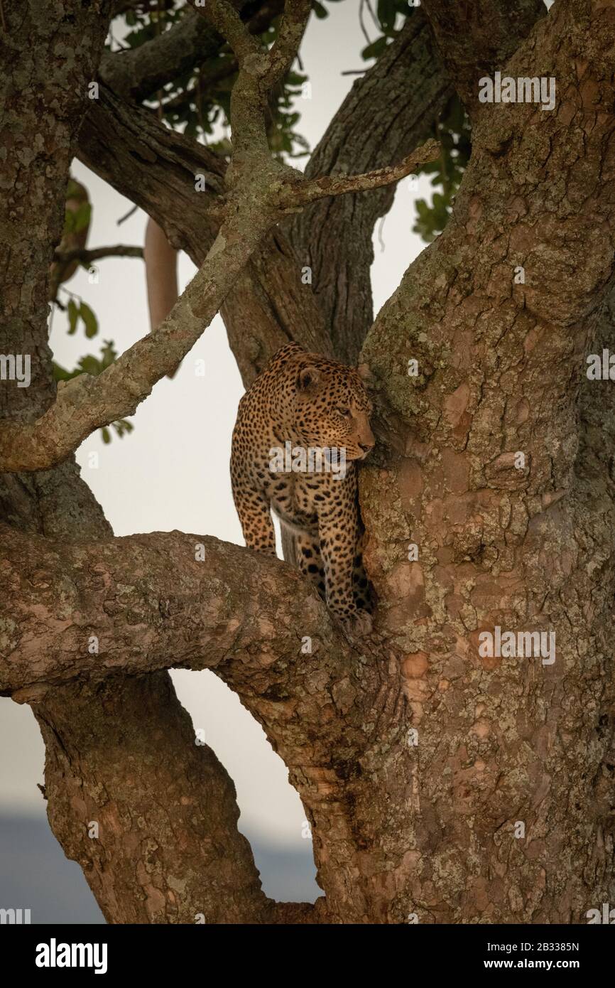 Male leopard stands on branch of tree Stock Photo - Alamy
