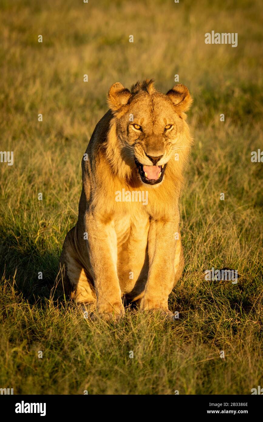 Male lion exhibits Flehmen response sitting down Stock Photo - Alamy
