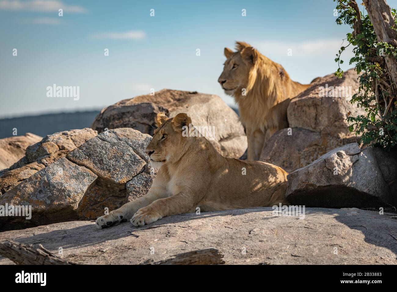 Male lion behind lioness lying on rock Stock Photo - Alamy
