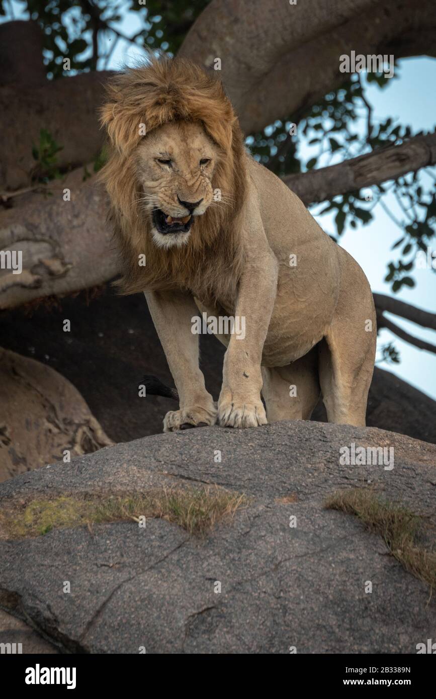 Male lion growls from top of rock Stock Photo - Alamy