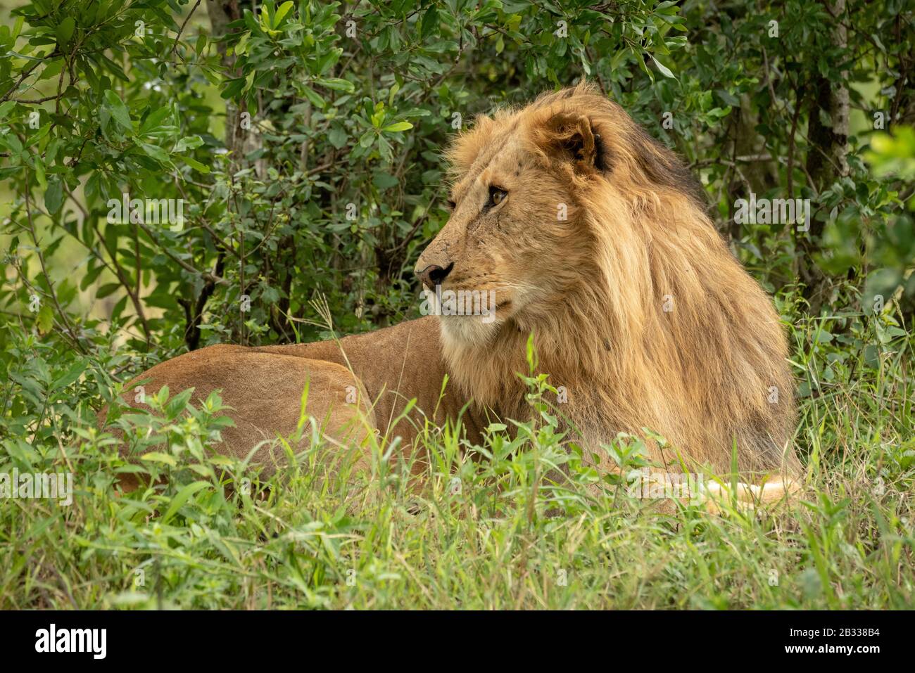 Male lion lies in bushes looking back Stock Photo - Alamy