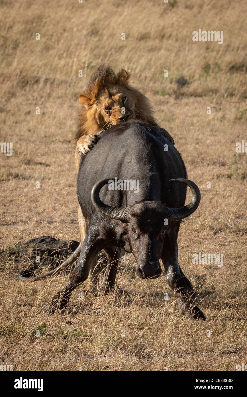 Male lion jumping hi-res stock photography and images - Alamy