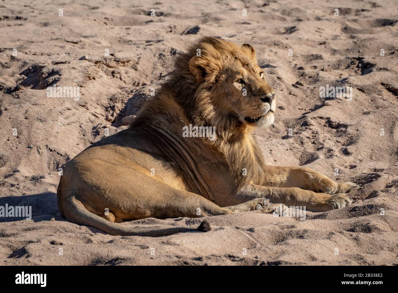Male lion lies in sand in sunshine Stock Photo - Alamy