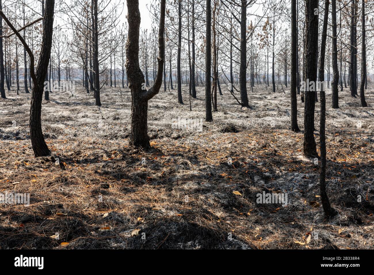 Dry trees burnt from fire due to hot temperature and lack of rain of ...