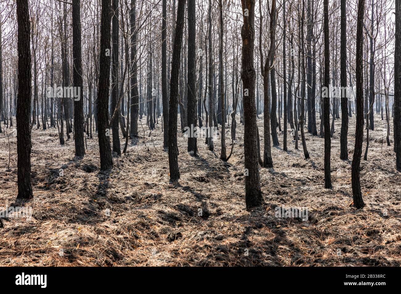 Dry trees burnt from fire due to hot temperature and lack of rain of ...