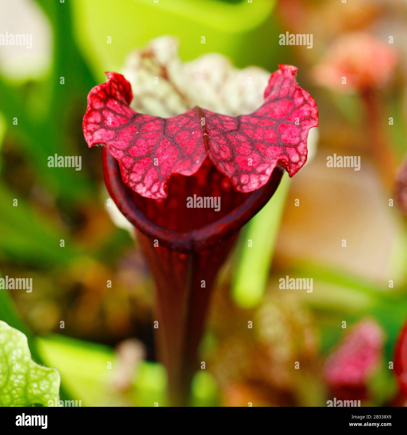 Pitcher ,carnivorous plant,Nepenthes, in the rain forest Stock Photo ...