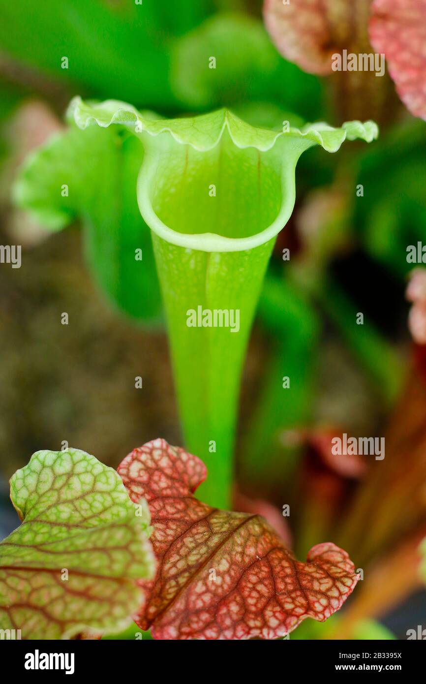 Pitcher ,carnivorous plant,Nepenthes, in the rain forest Stock Photo ...