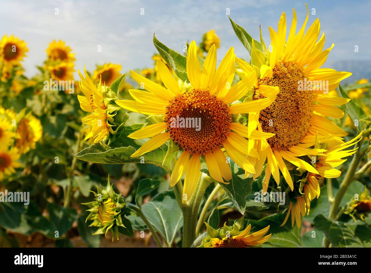 Sunflower field sky yellow sunflowers hi-res stock photography and ...