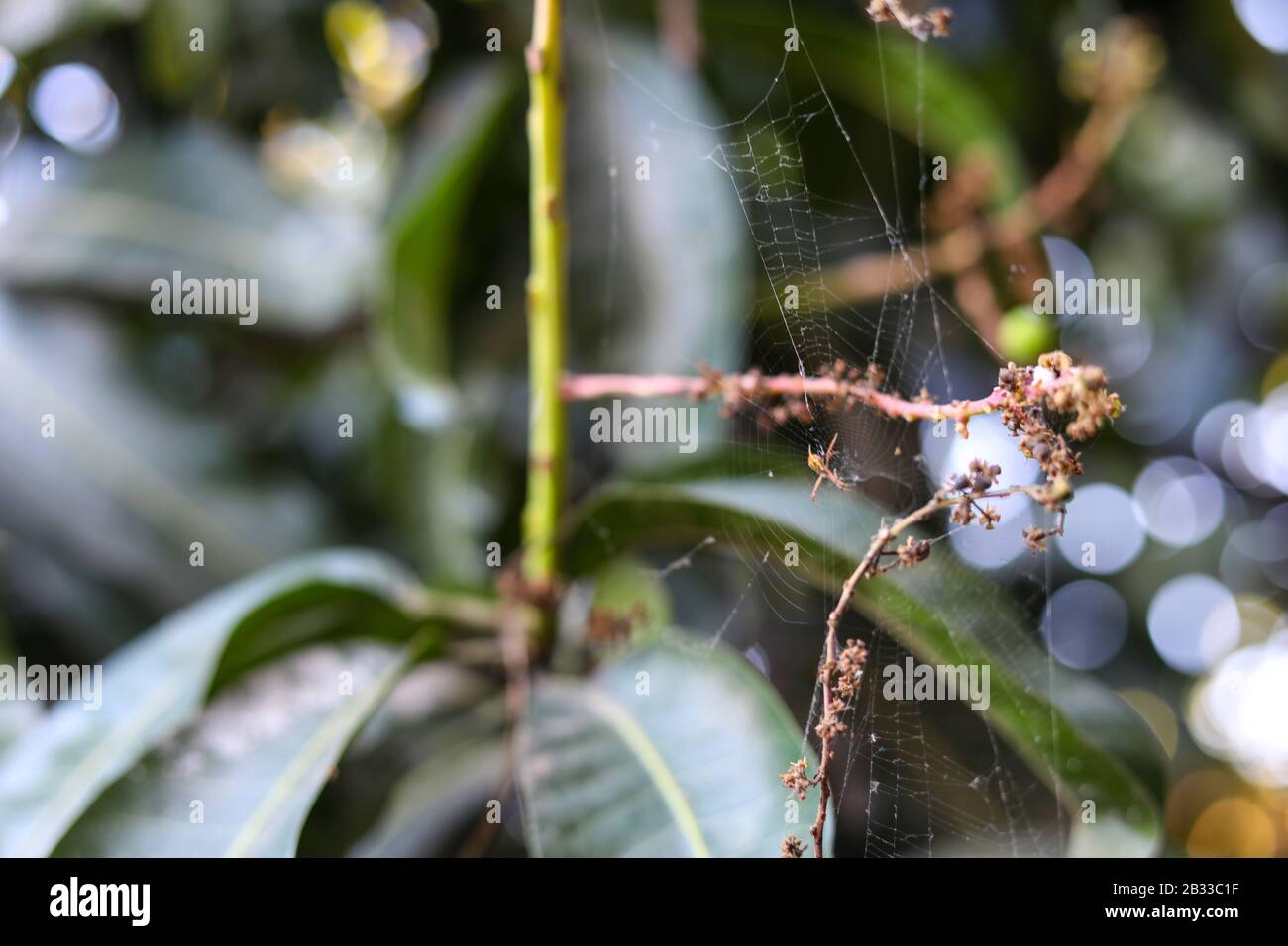 spider net summer time green foliage forest blurred natural backgrounds ...