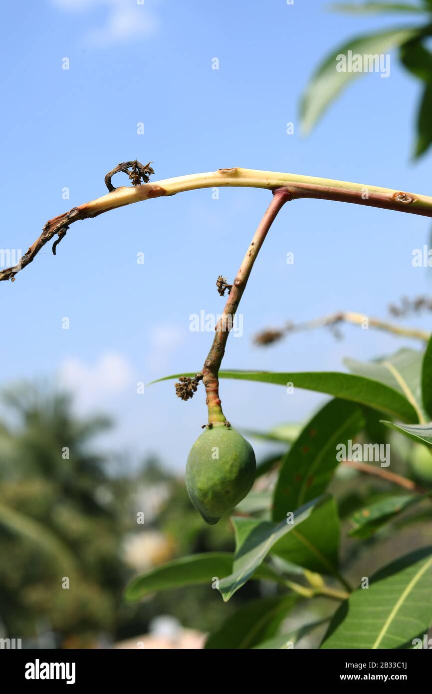 Closeup of green mango hanging,mango field,mango farm. Agricultural ...
