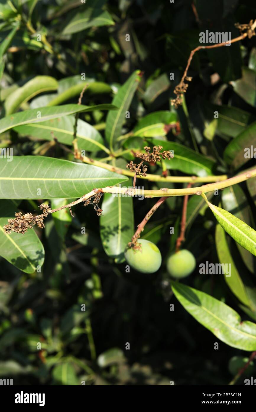 Mango field mango farm blue sky hi-res stock photography and images - Alamy