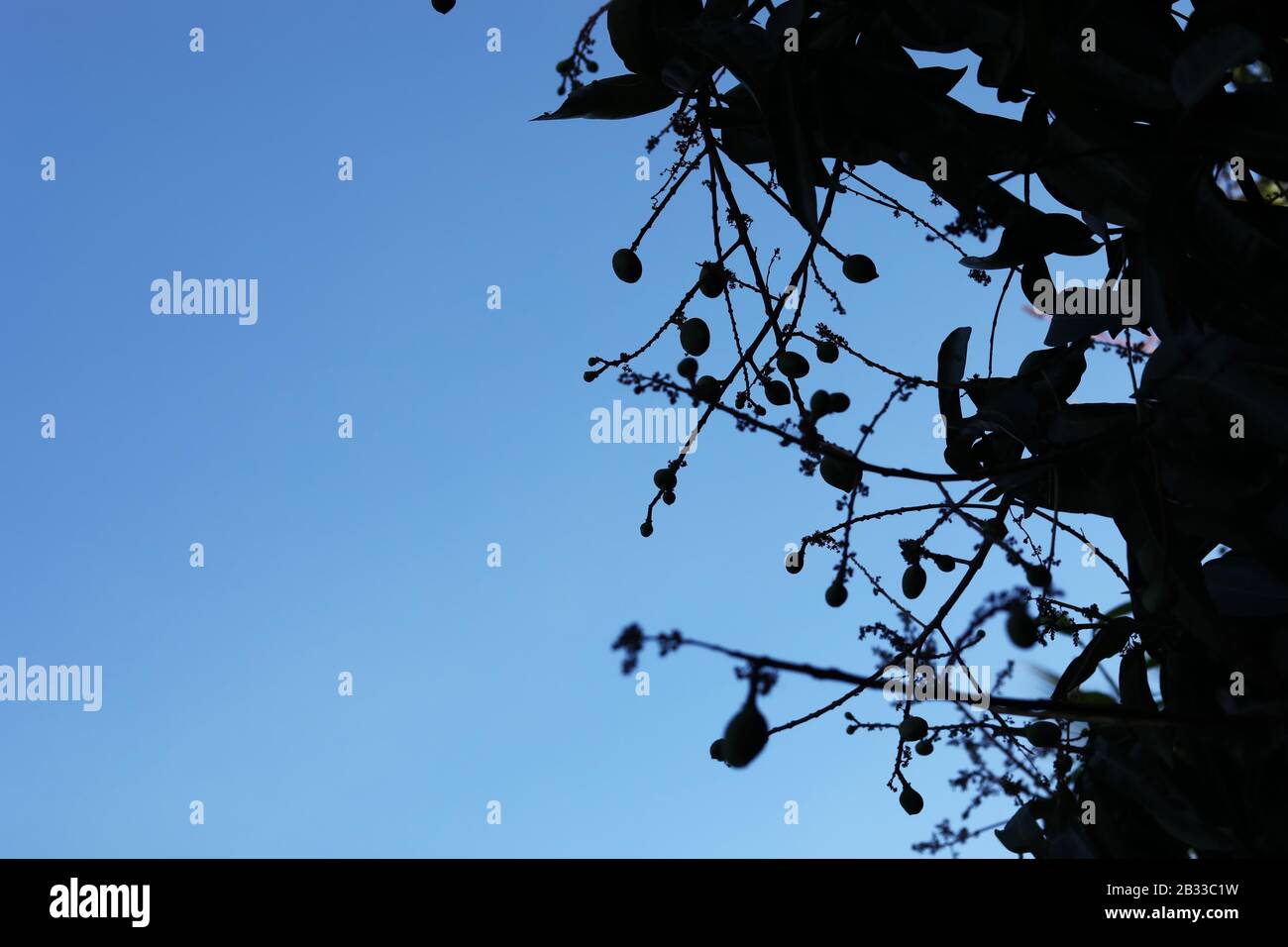 silhouette shot of mango tree with blue sky backgrounds Stock Photo - Alamy