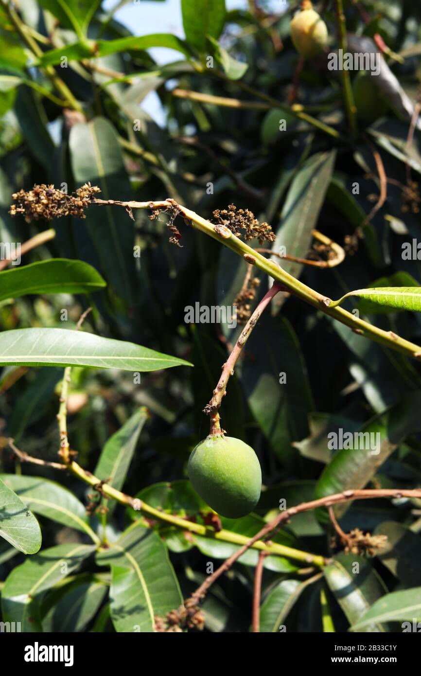 Mango field mango farm blue sky hi-res stock photography and images - Alamy