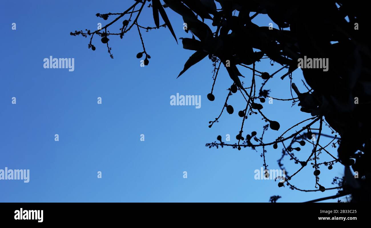 Silhouette shot of Mango tree on blue sky backgrounds Stock Photo - Alamy