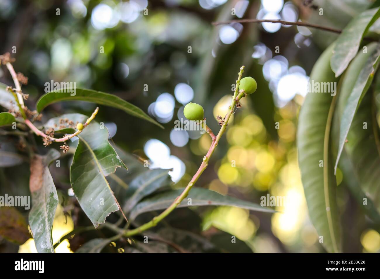 close up of small size mango fruit on a mango trees Stock Photo - Alamy
