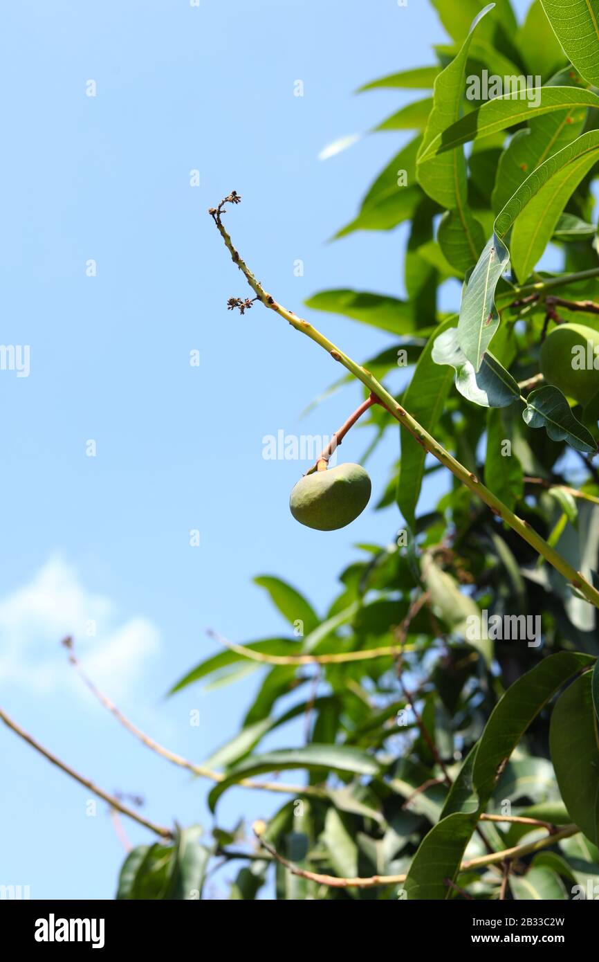 Closeup of green mango hanging,mango field,mango farm. Agricultural ...