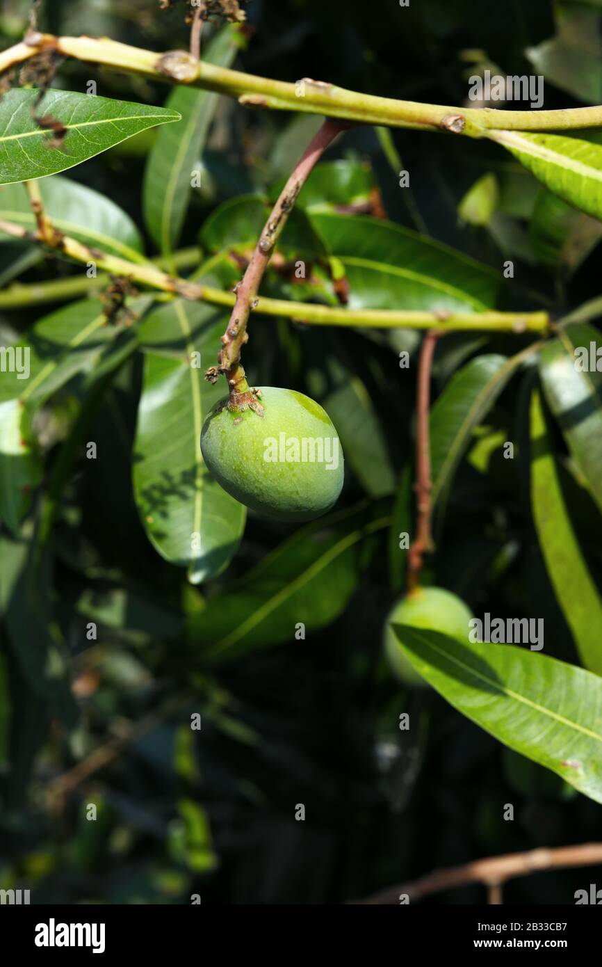 Mango field mango farm blue sky hi-res stock photography and images - Alamy