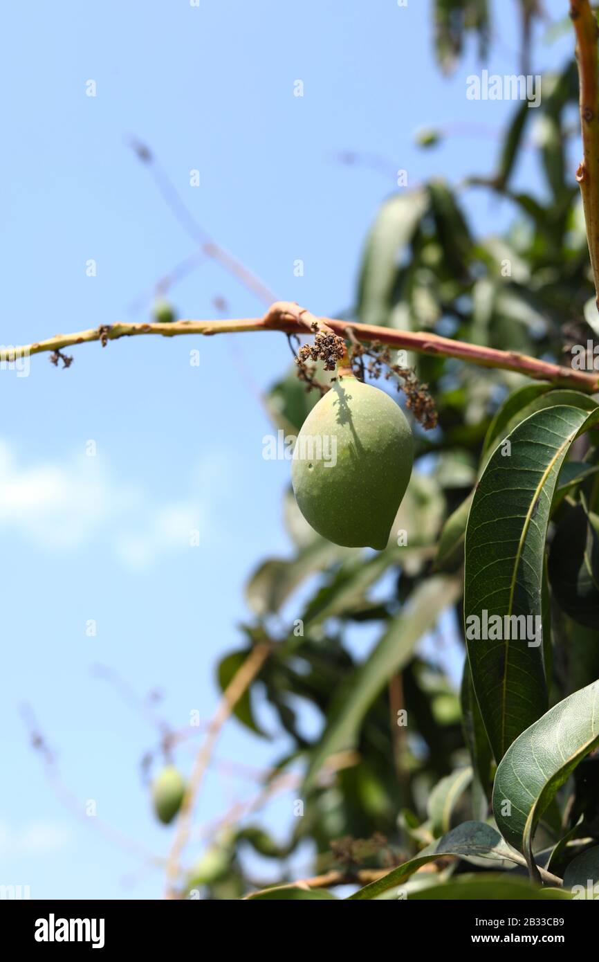 Close-up of mangoes on the branch of a trees Stock Photo - Alamy