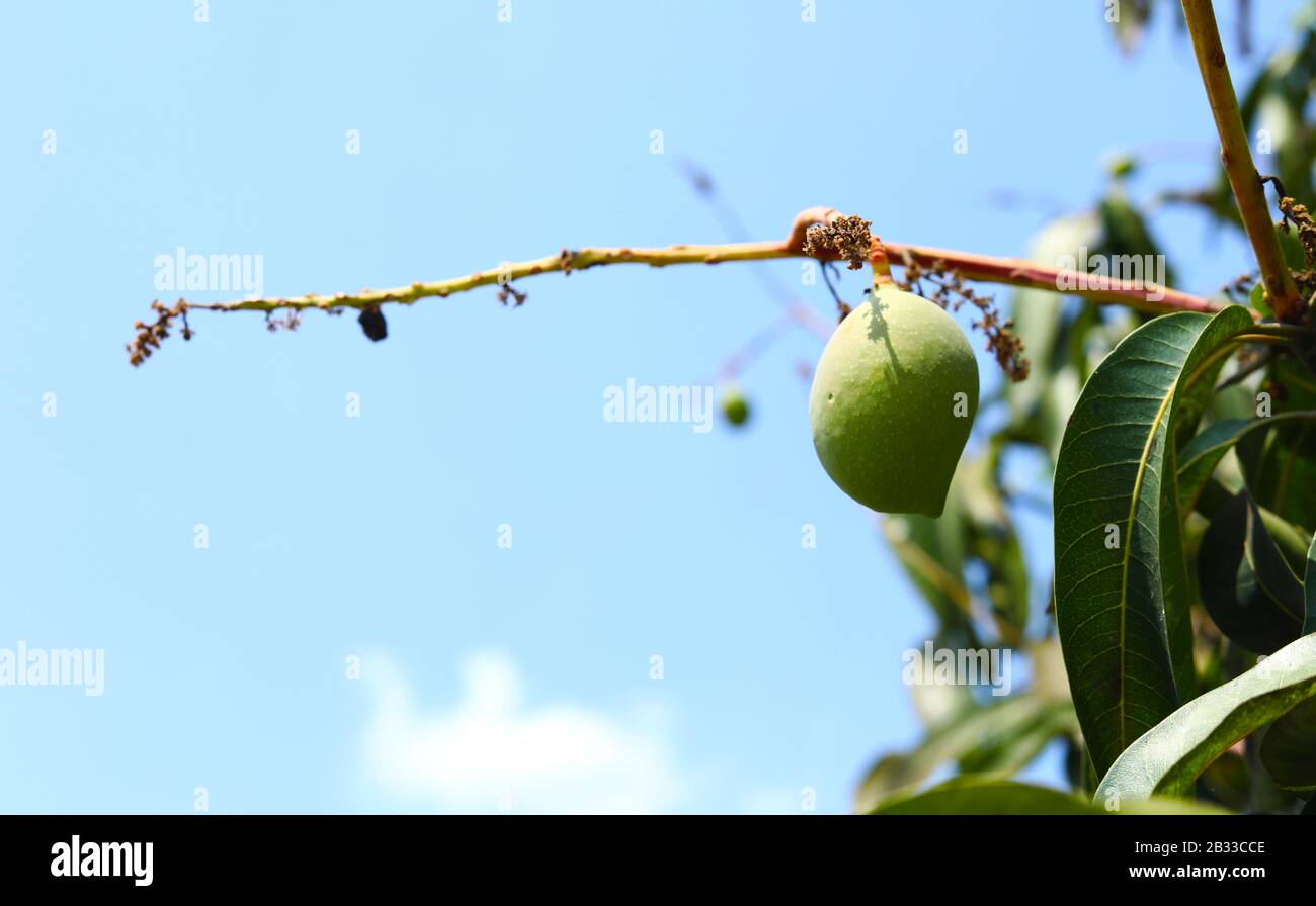 mango on the tree with nature backgrounds Stock Photo - Alamy