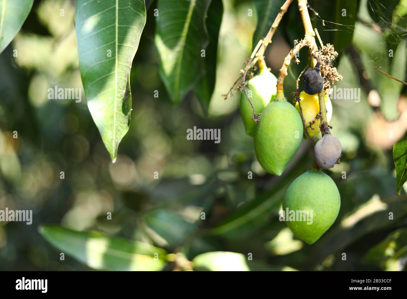 Mango field mango farm blue sky hi-res stock photography and images - Alamy