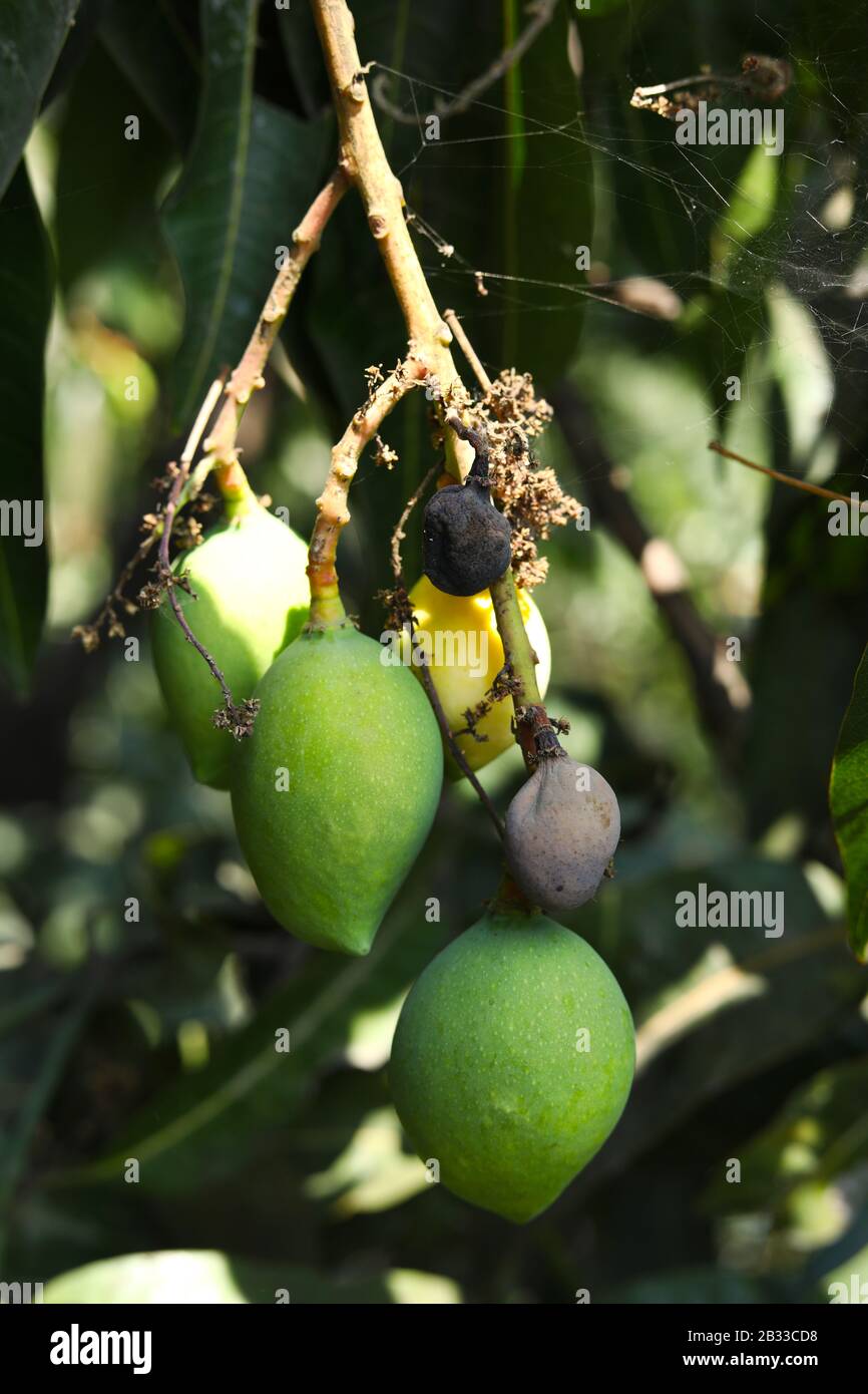 Mango field mango farm blue sky hi-res stock photography and images - Alamy