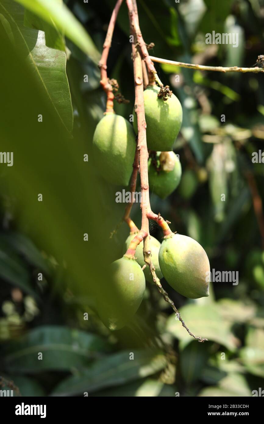 Mango field mango farm blue sky hi-res stock photography and images - Alamy