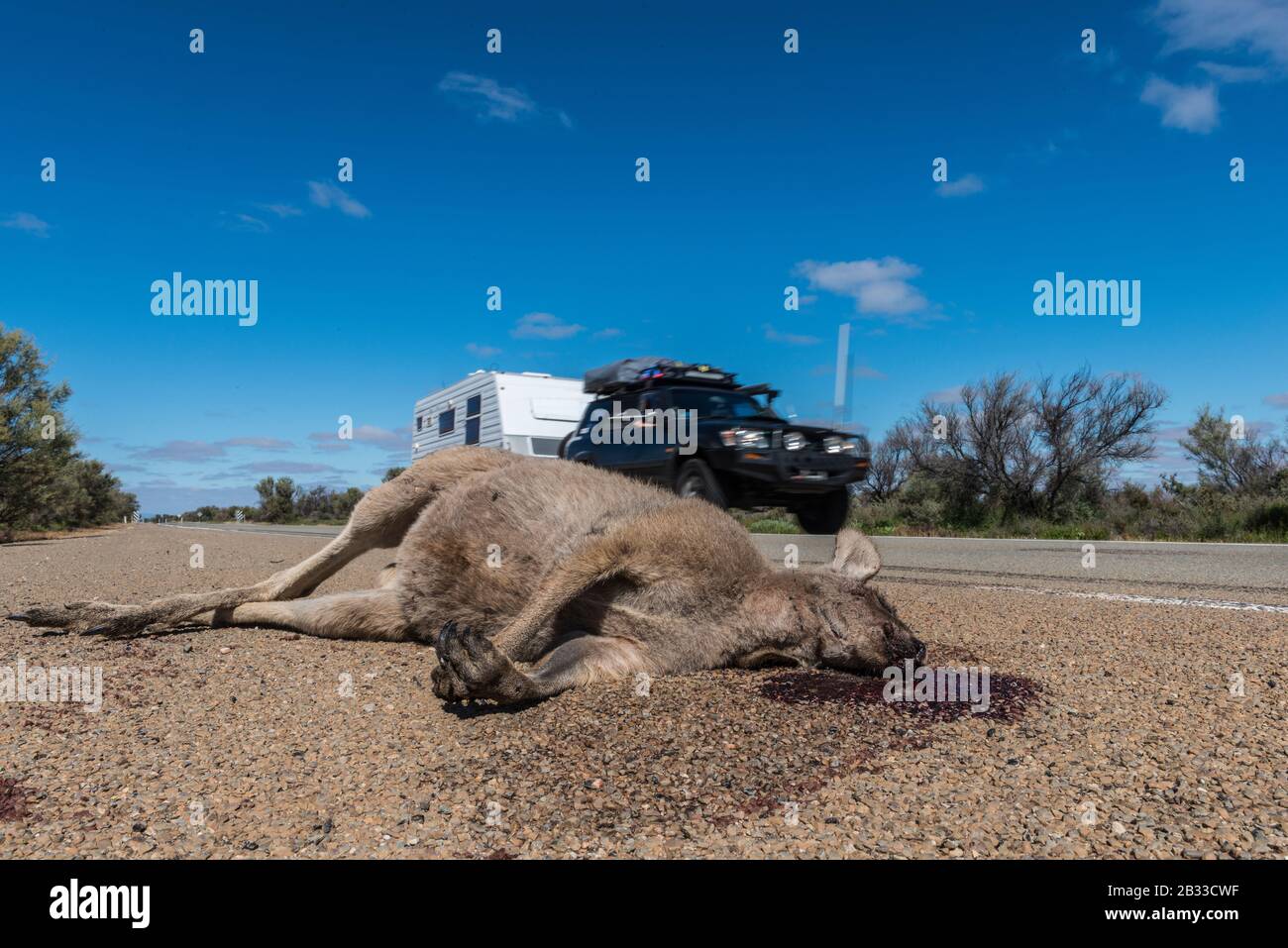 Dead animals in australia hi-res stock photography and images - Alamy