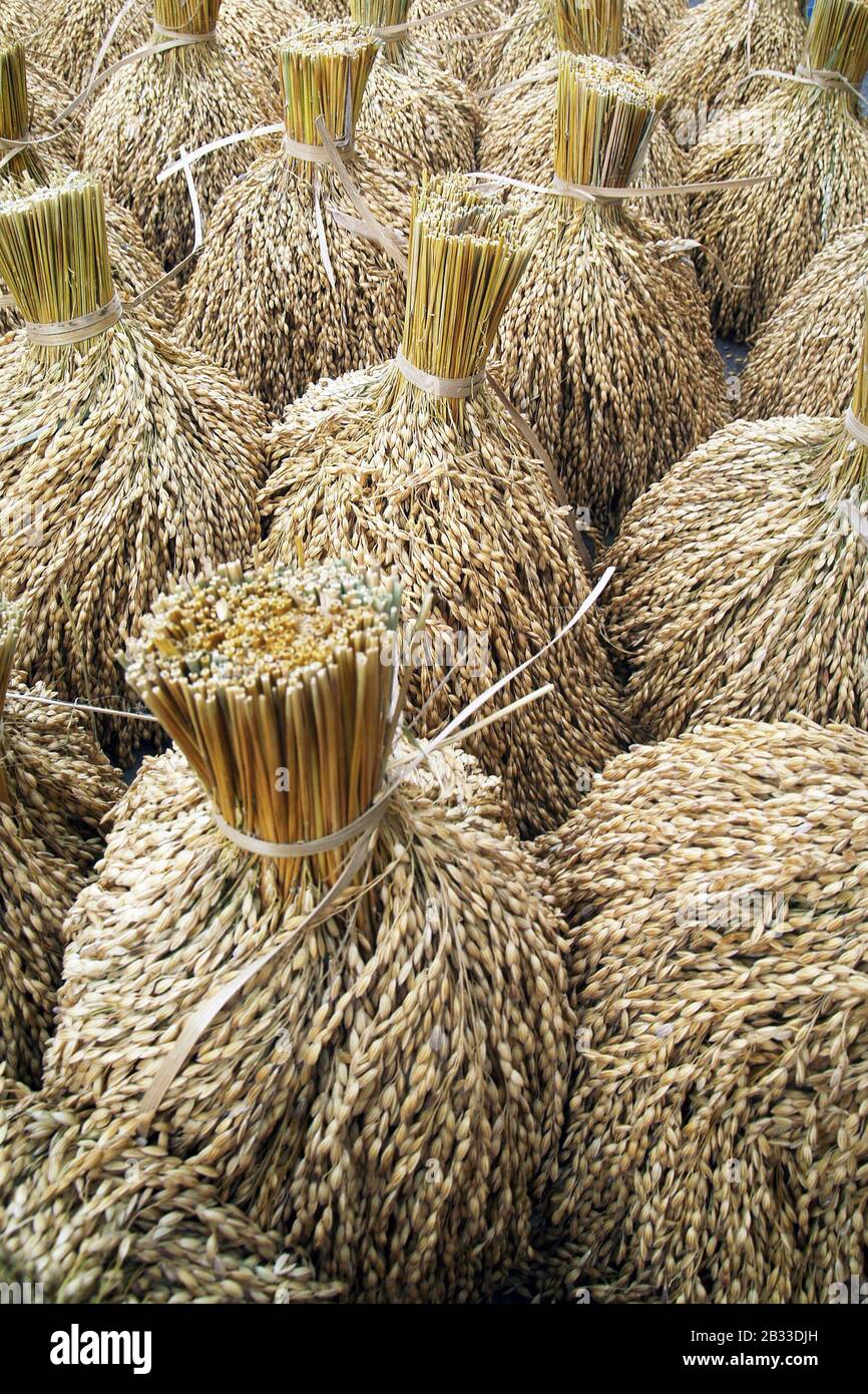 Bundle rice paddy straw hi-res stock photography and images - Alamy