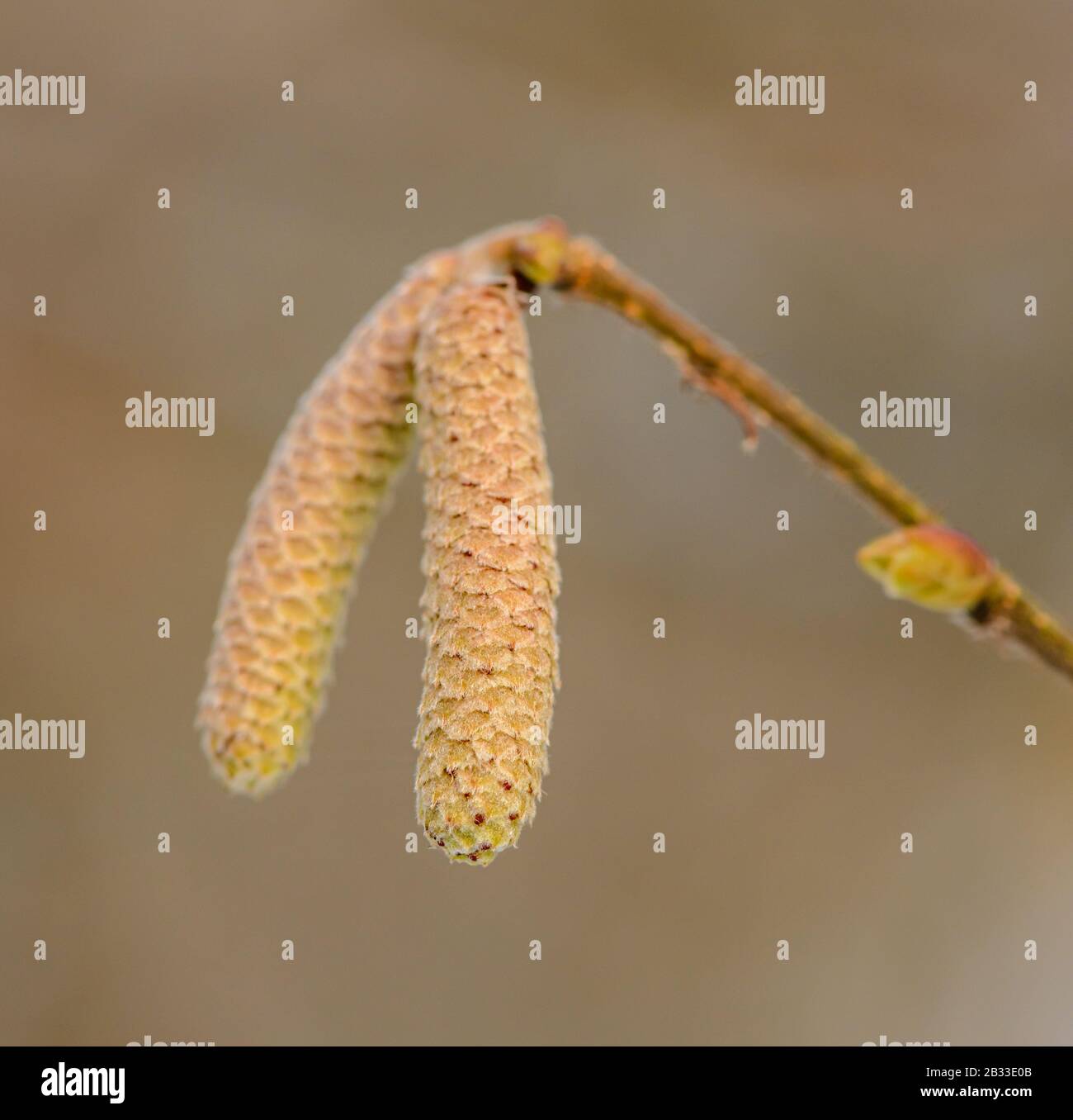 Hazel tree catkins hi-res stock photography and images - Alamy