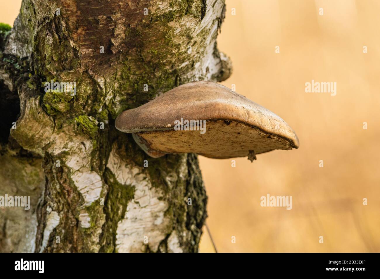 polypore mushroom on the stem of birch tree, detail Stock Photo - Alamy