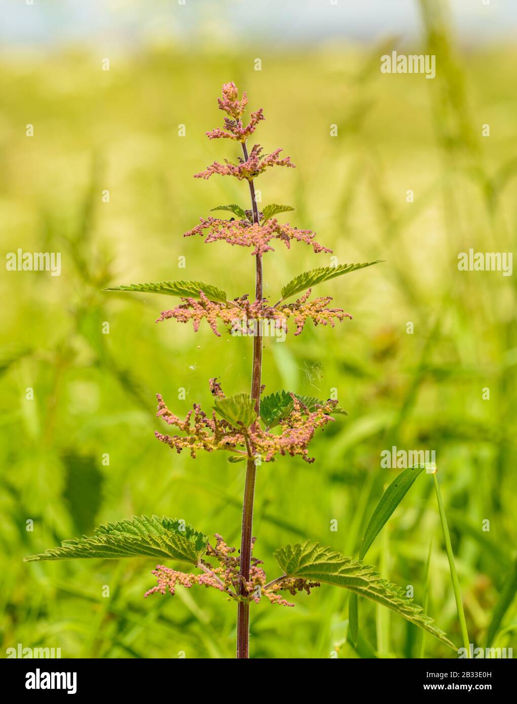 Plant taxonomy hi-res stock photography and images - Alamy