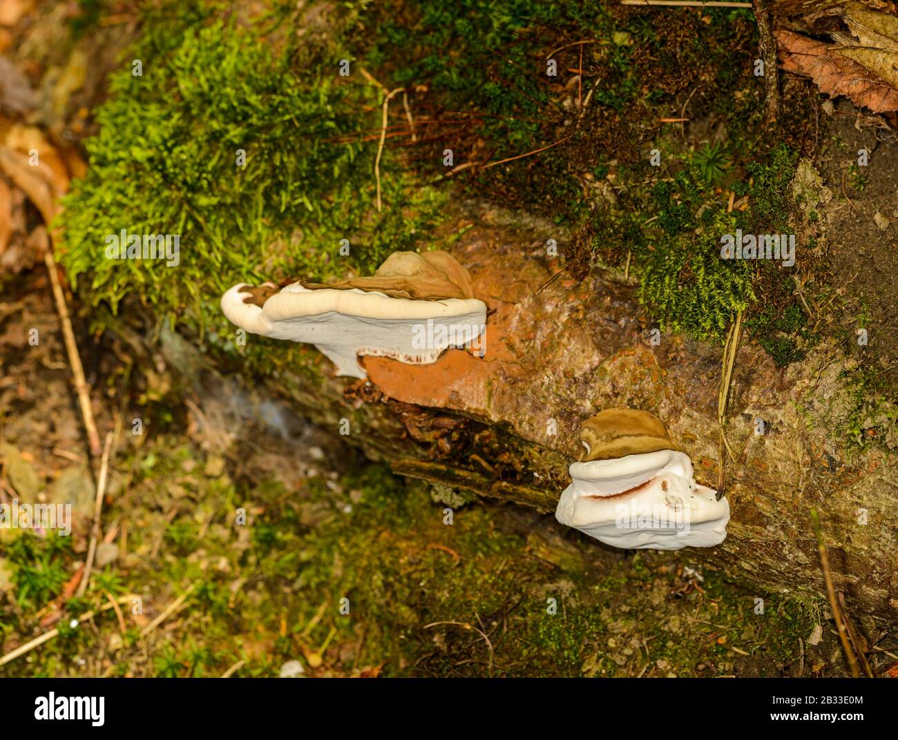 polypore mushrooms on fallen stem with moss, detail Stock Photo - Alamy