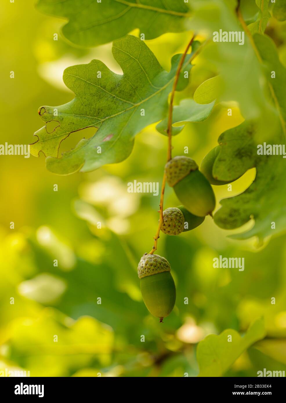 oak twig with few acorns, detail Stock Photo - Alamy