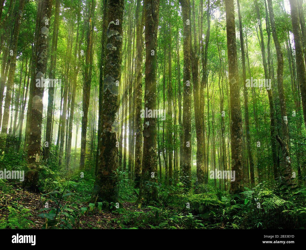 ray of sun in the middle of rainforest tree Stock Photo - Alamy