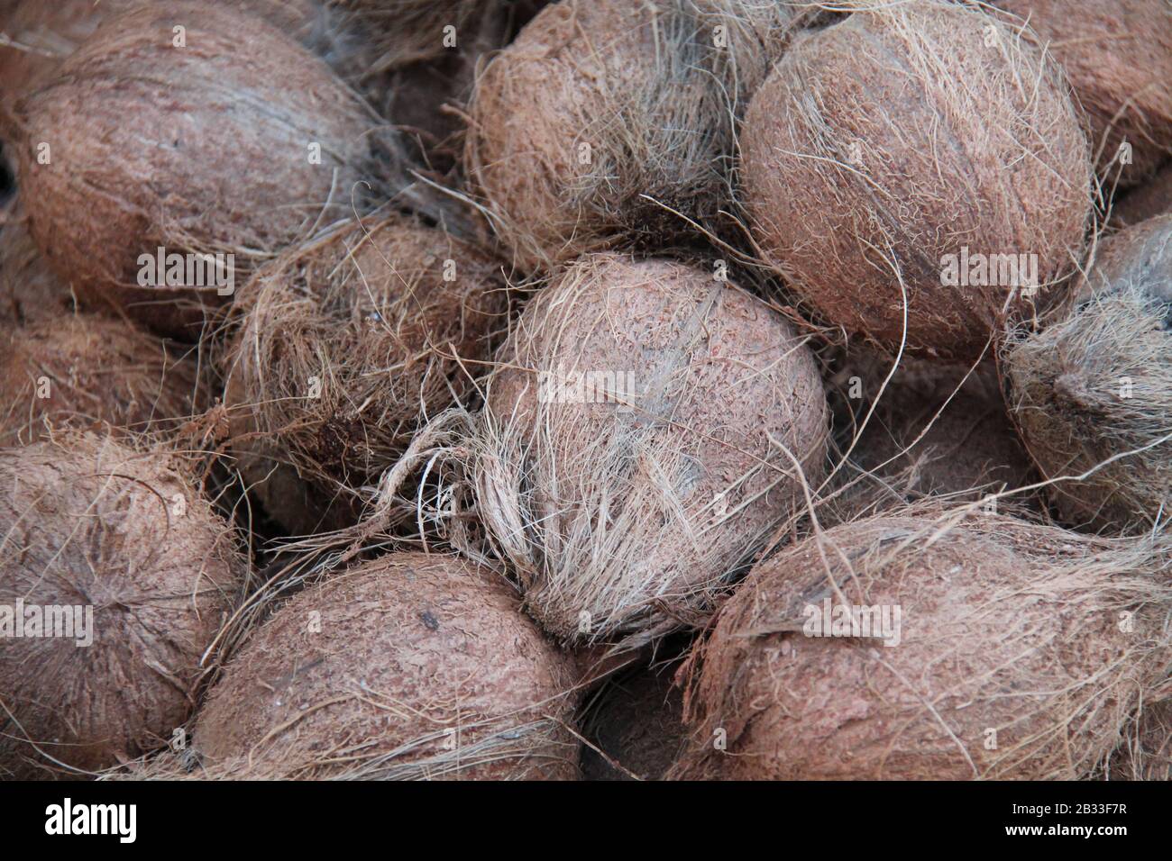 A Background Image of Fresh Coconut Husks Stock Photo - Alamy