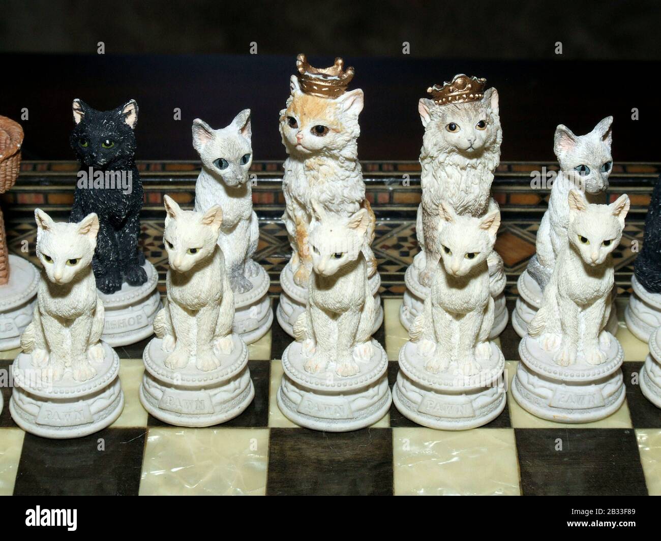 Chess piece. Cats versus dogs Stock Photo - Alamy
