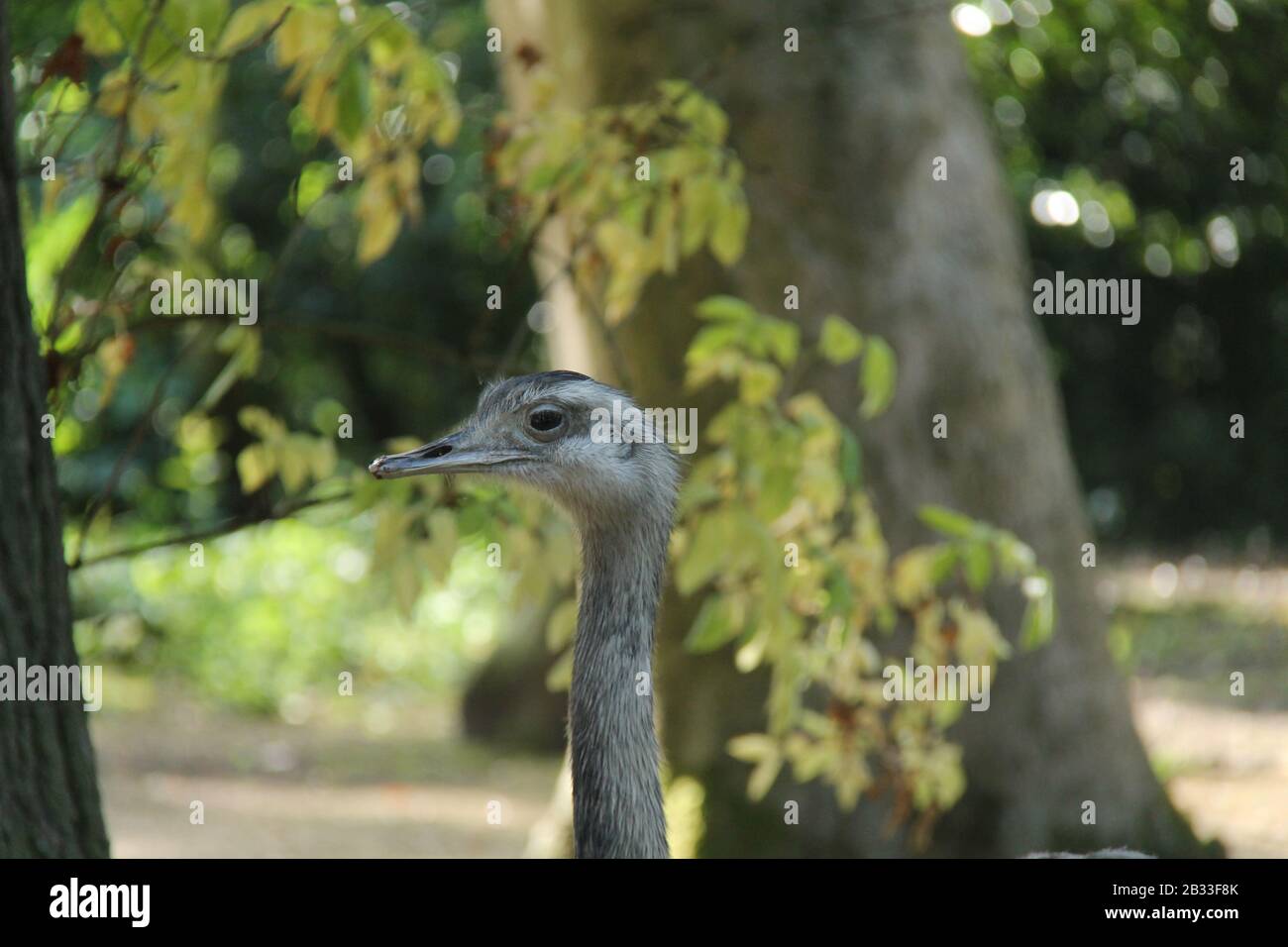 Rhea bird hi-res stock photography and images - Alamy